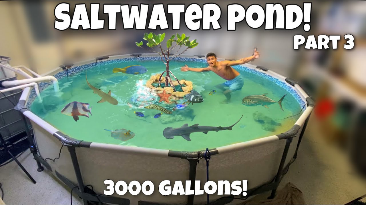 My SALTWATER POND IS FINALLY DONE!! + Fish Feeding!! (Part 3) - YouTube