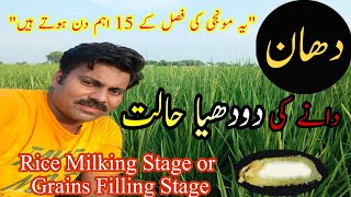 Milking stage in rice crop |Grain filling stage in padd... | Doovi