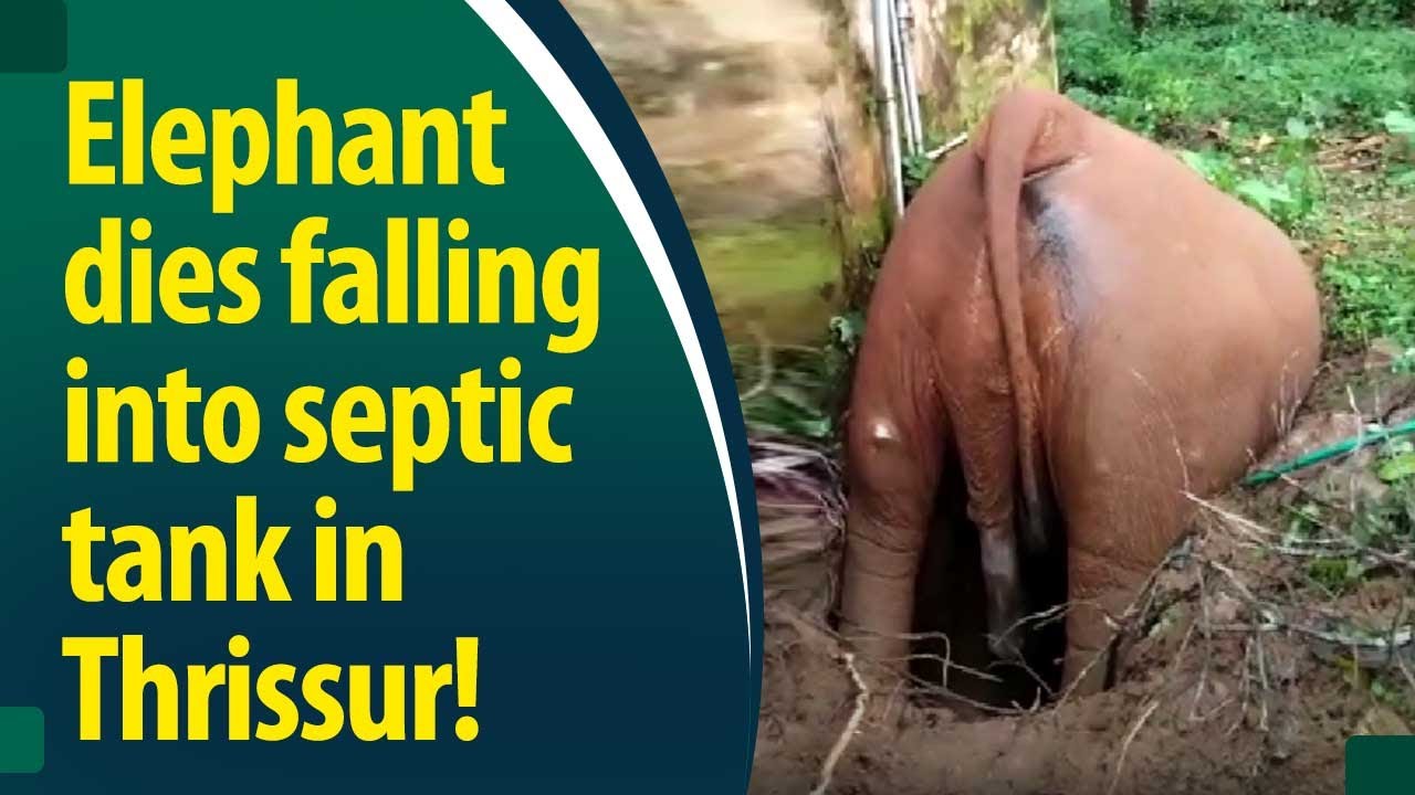 A wild elephant which got itself stuck in a septic tank dies! - YouTube