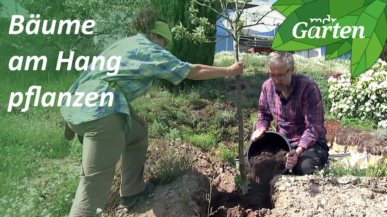 Baum am Hang pflanzen: Apfelbäume für einen sonnigen Hanggarten | MDR ...