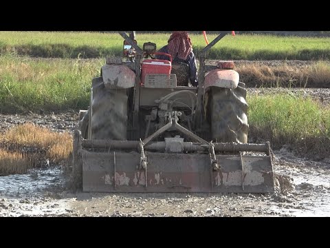Rice Farming Puddling - Tractor KUBOTA M7060 Rotovator - Tractor ...