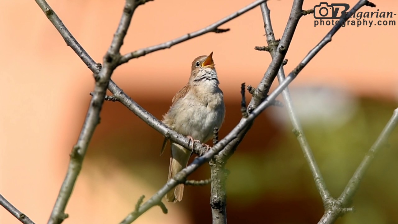 Common Nightingale (Luscinia megarhynchos) song and sounds - YouTube