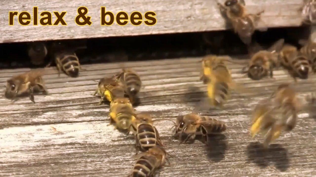Bees and relax music - everything for relaxation, calm and deep sleep ...