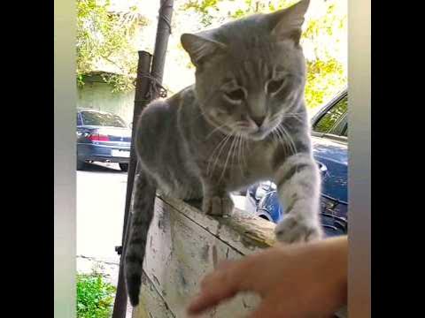 Найсмішніші тварини 🥰Котик лапкою цап царап 😆Дуже веселий котик - YouTube