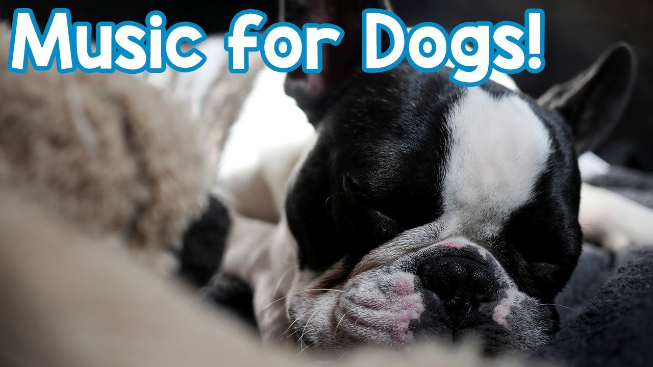 Lullaby Music for Dogs! Help Your Dog Sleep Relaxing Music! - YouTube