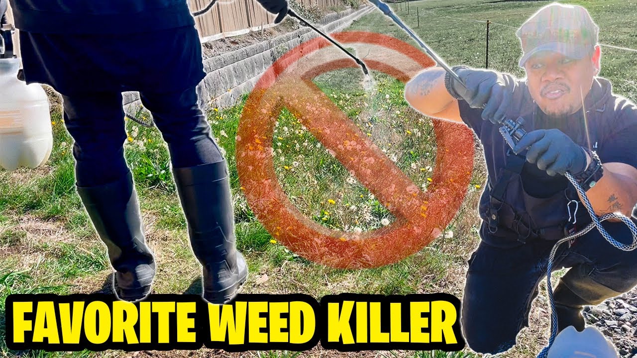 Fall Weed killing fest! Best Selective Herbicide on the market! Do it ...