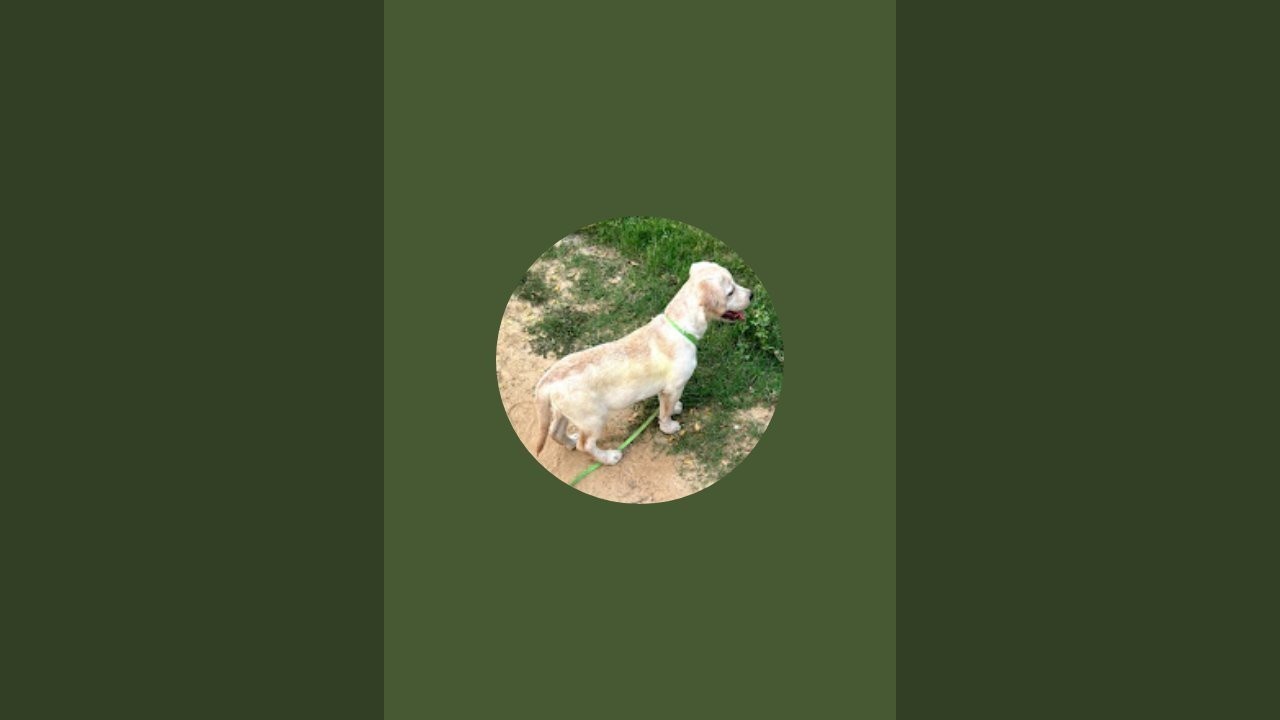 Jenny the Labrador is live - YouTube