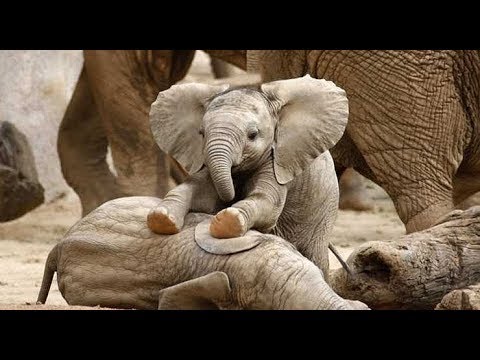 The Secret Life of Desert Elephants | National Geographic Wildlife ...