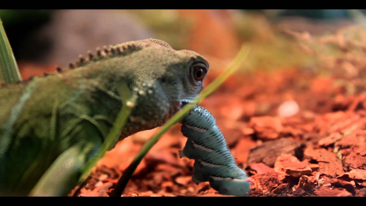 Chinese Water Dragon Eating Horned Worm - YouTube