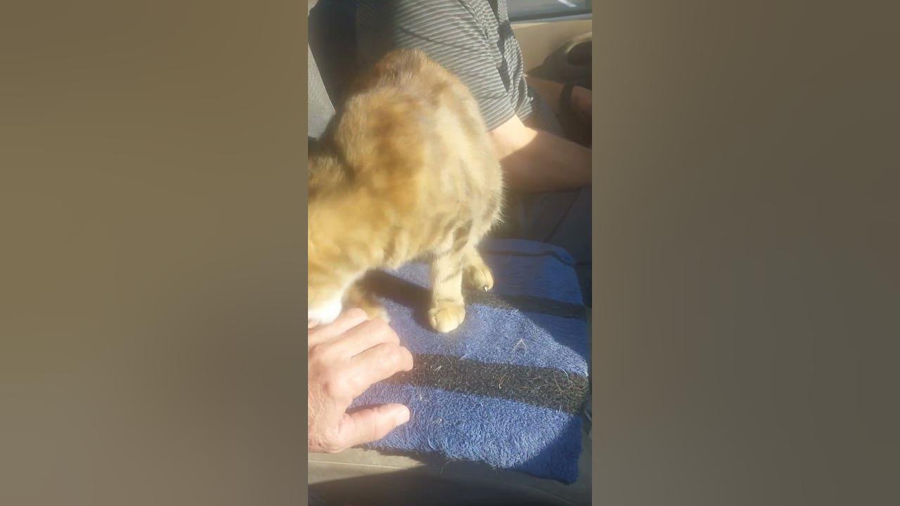 Precious Pussycat Show Precious Plays Nice Cat Purrfectlyadorable