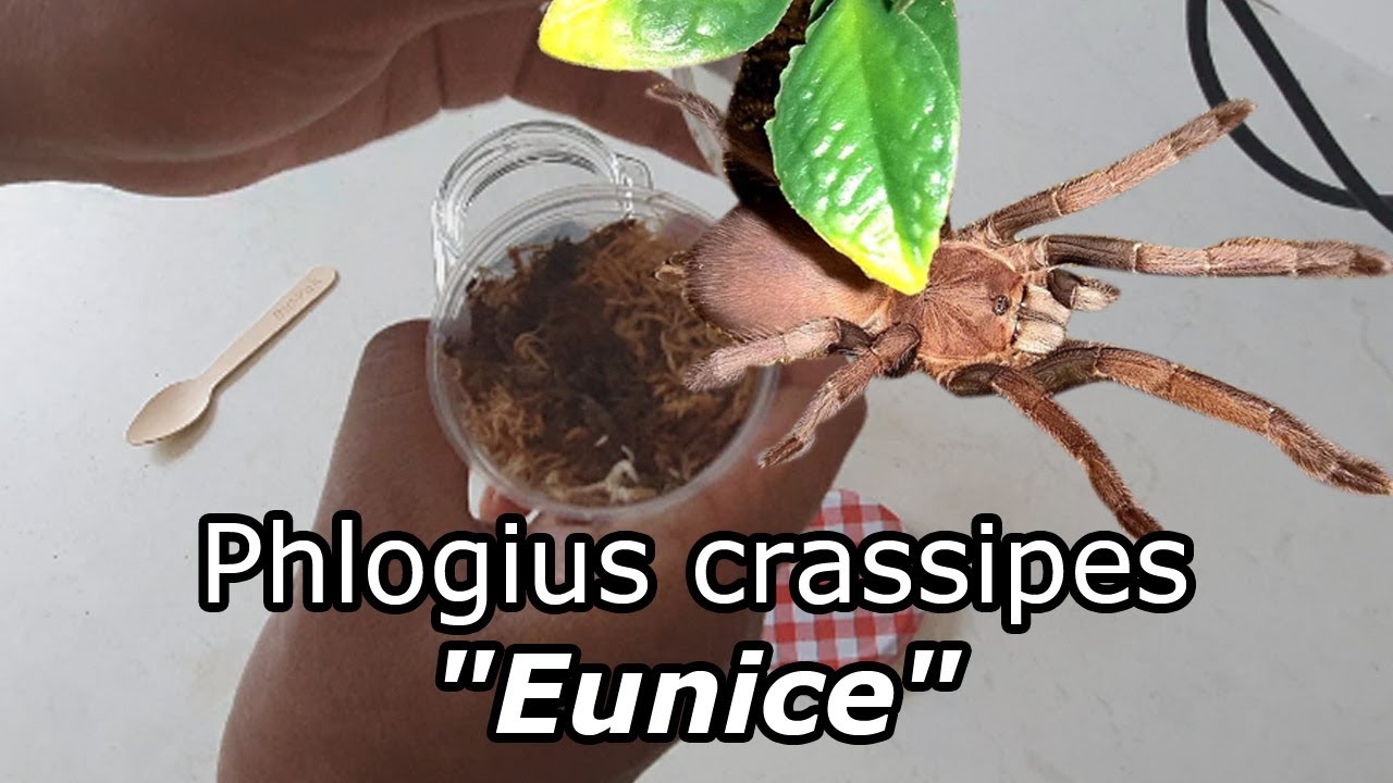Phlogius crassipes "Eunice" unboxing | Australian tarantula【EN/TAG ...