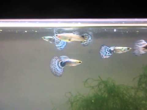 Platinum Blue Mosaic Guppies Ivory Mosaic - YouTube
