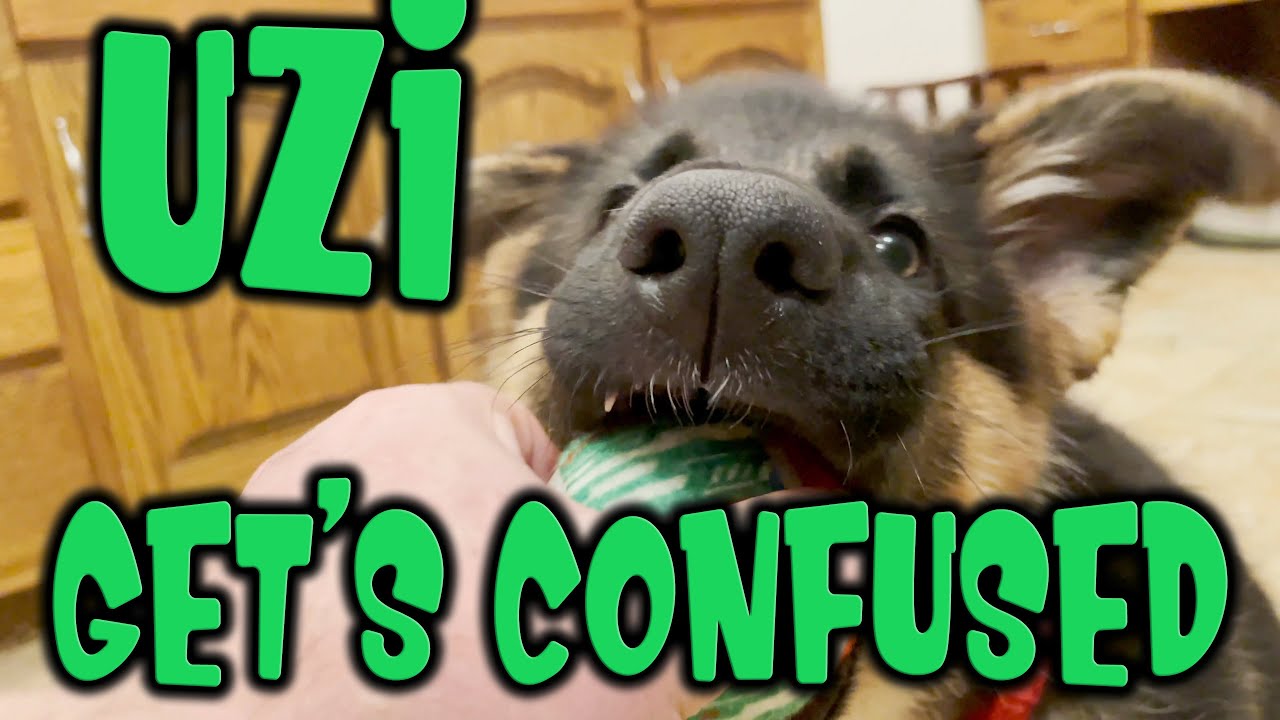 German Shepherd Puppy Uzi Gets Confused by Dad😂 😂😂 11 Weeks Old 🐶 Too ...