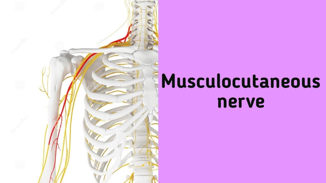 Musculocutaneous nerve | #anatomy #upperlimb #musculocutaneousnerve # ...