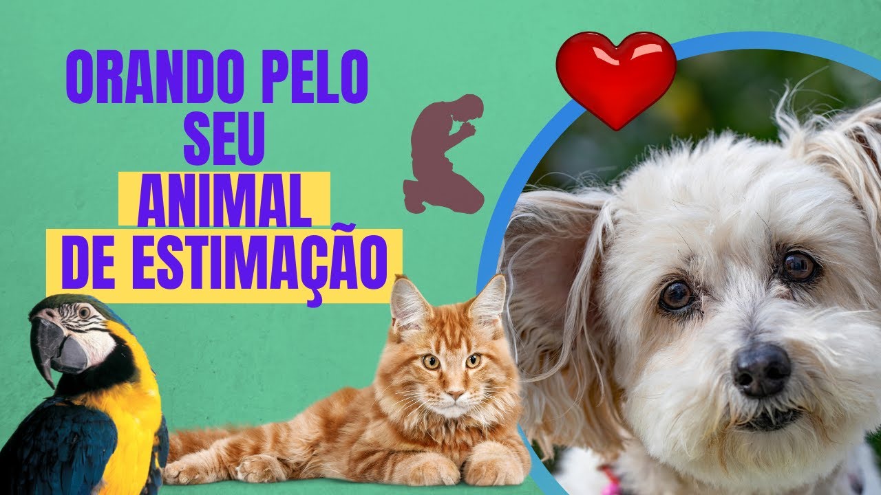 ORANDO PELO SEU ANIMAL DE ESTIMAÇÃO - YouTube