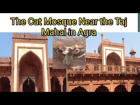 The Cat Mosque Near the Taj Mahal in Agra made by Mughal King shajahan ...