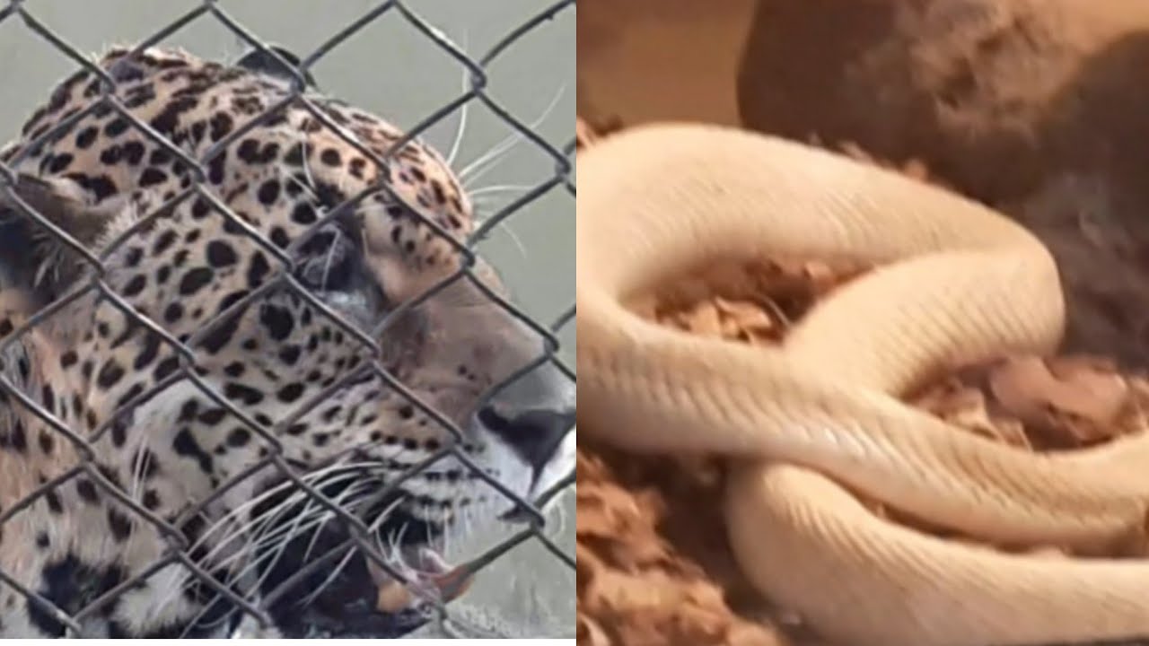 Rare WHITE SNAKE & CHEETAH at MYSORE ZOO PART-1 - YouTube