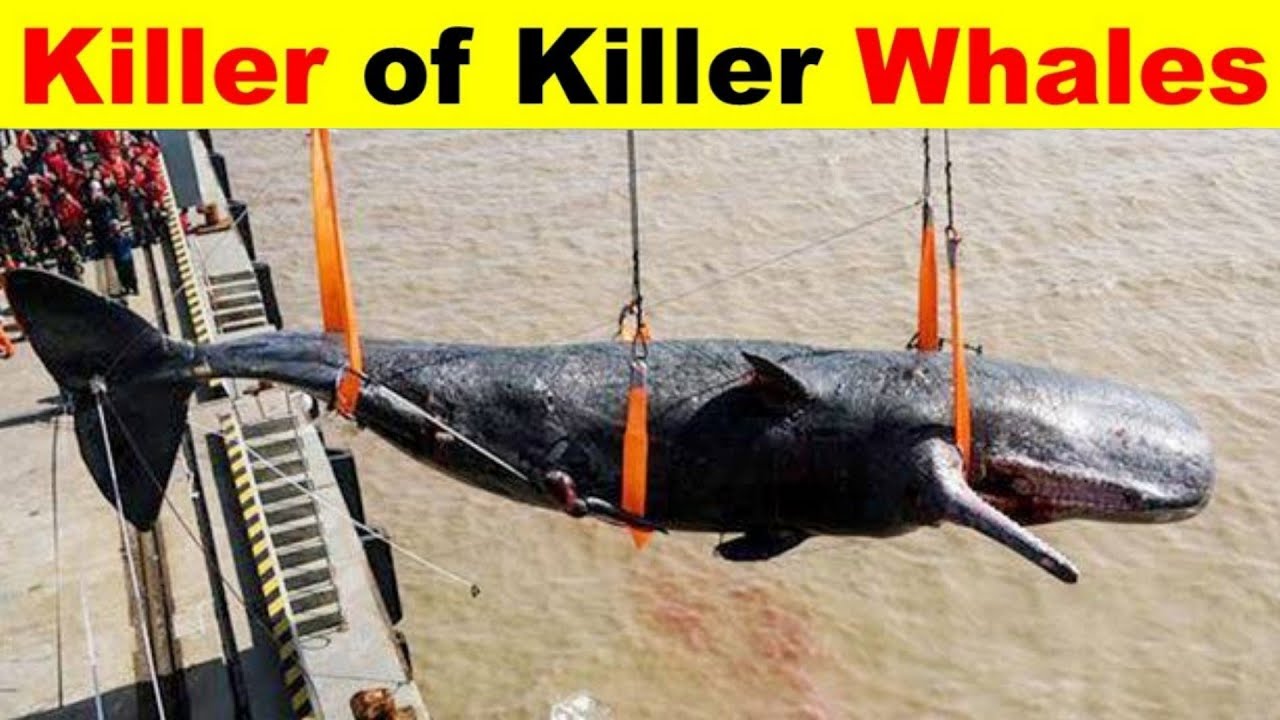 THE SPERM WHALE दुनिया की सबसे रहस्यमी जीव | WHY ARE SPERM WHALES SO ...