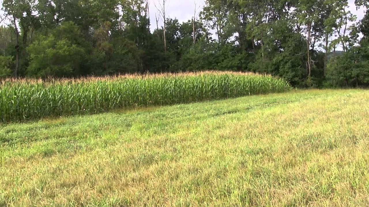 Screen your food plots - YouTube