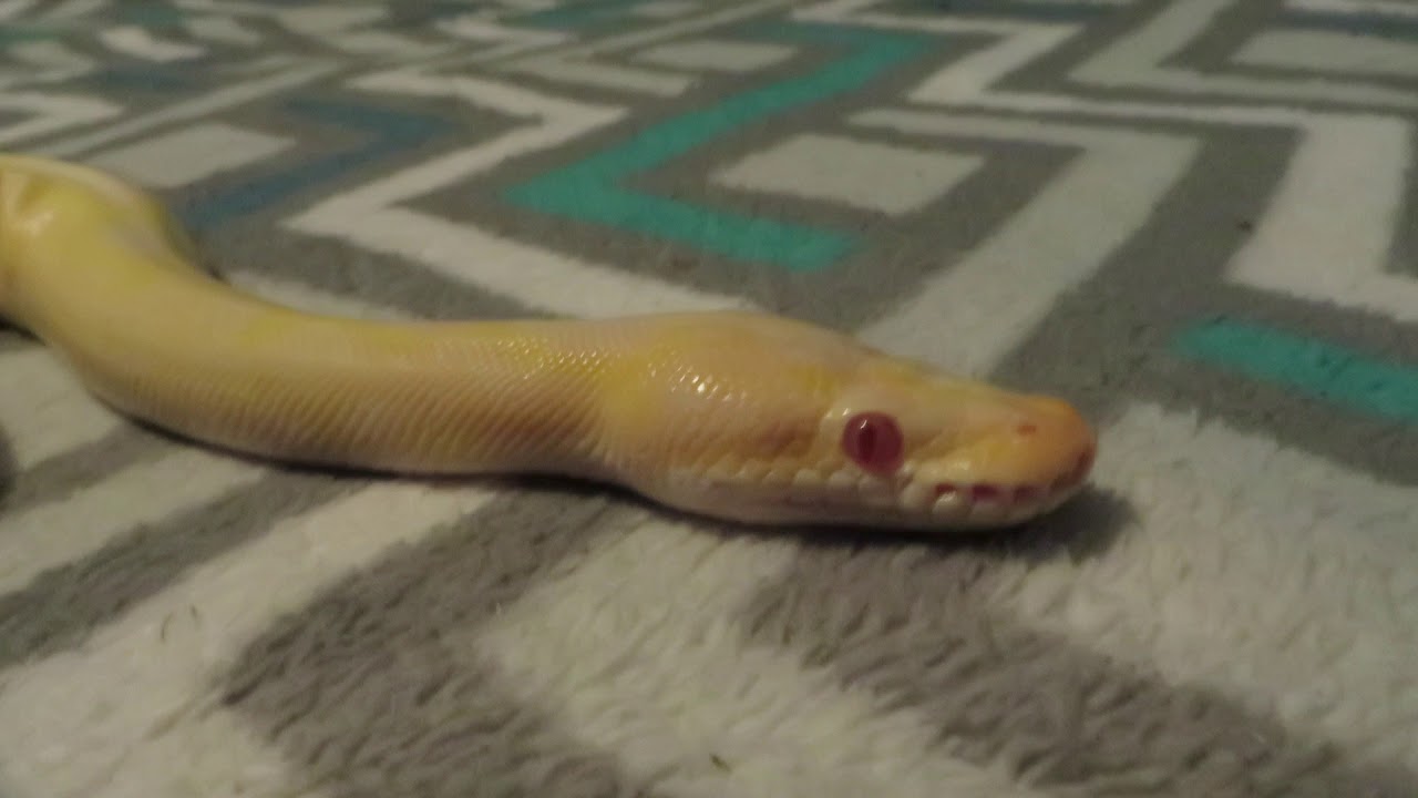 albino ball python - YouTube