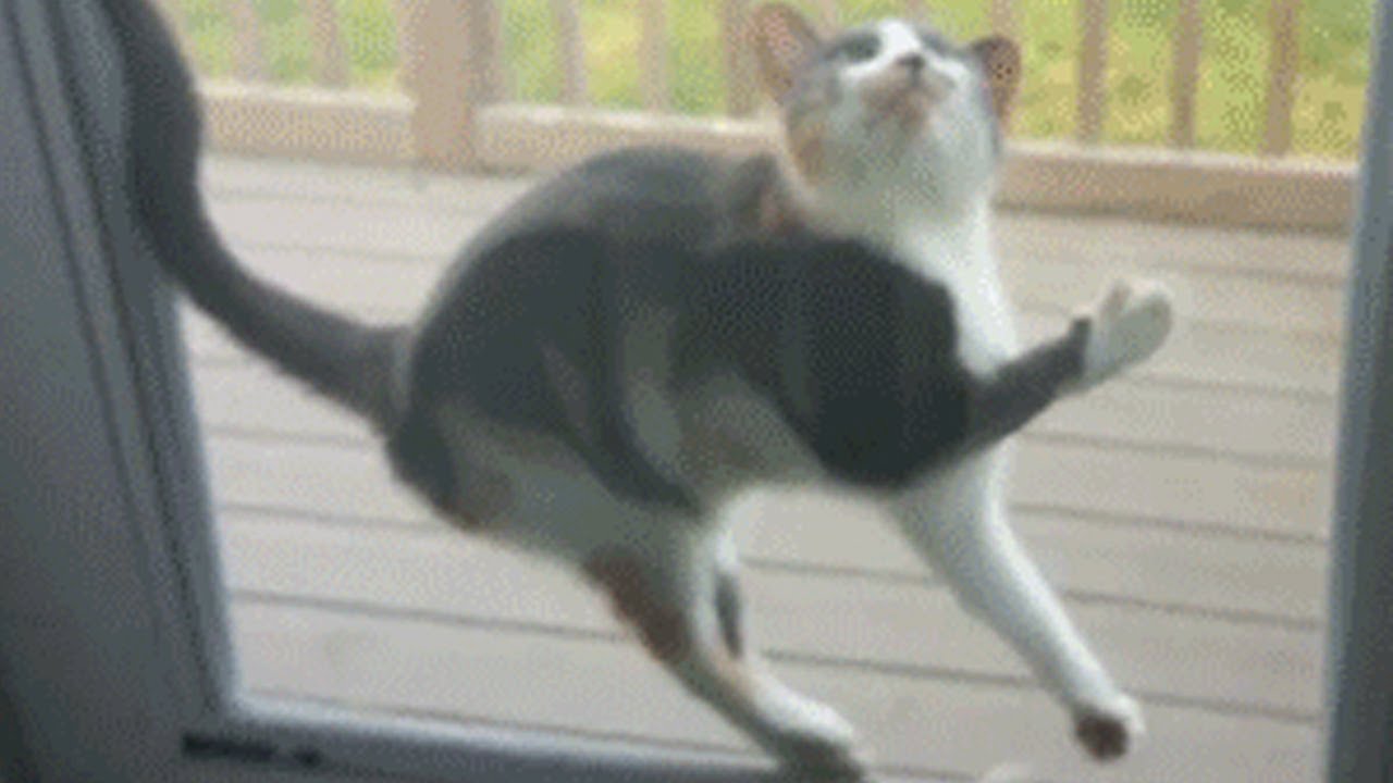 Extraordinary Video Compilation Vol.8 - YouTube