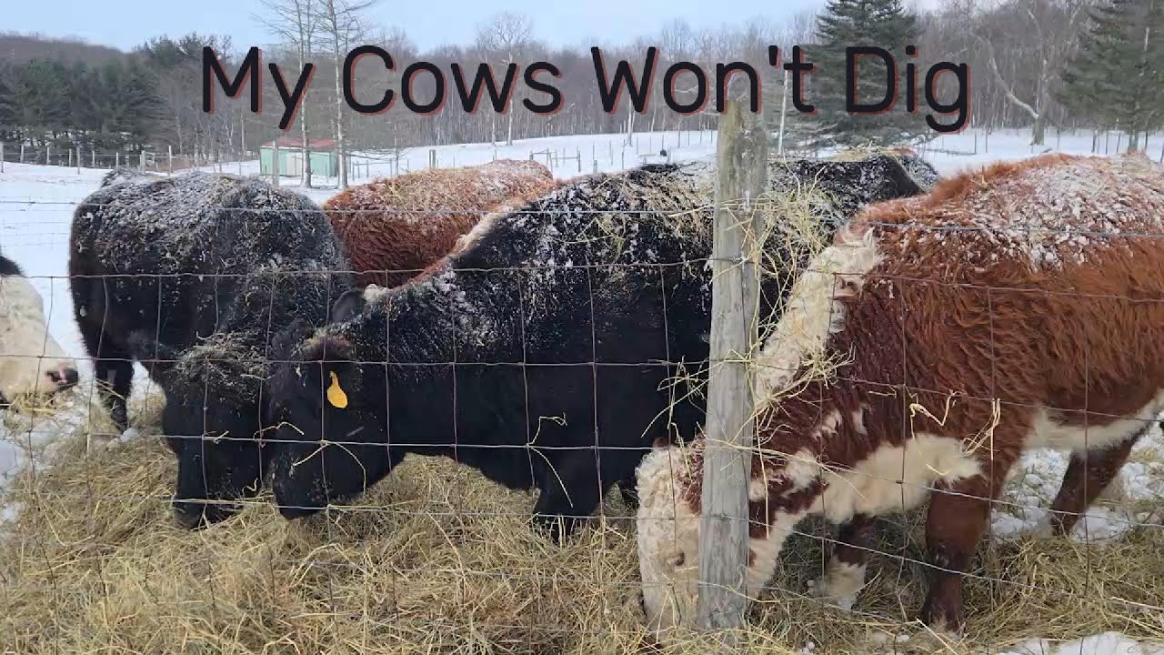 My Cows Won't Dig - YouTube
