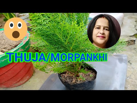 How to grow and care Morpankhi/Thuja. - YouTube