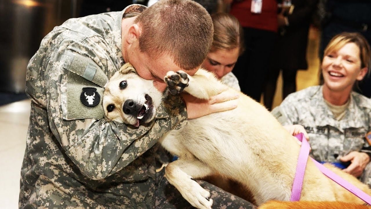 Dogs Welcoming Soldiers Home Compilation Video HD - YouTube