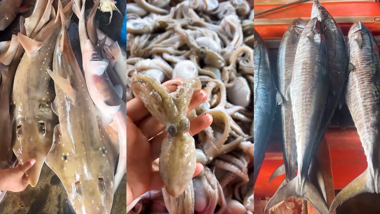 Sharks, squid, spiders, tuna and trout just caught - YouTube