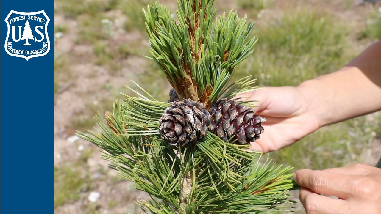 Whitebark Pine at Little Bear Seed Orchard, Custer Gallatin National ...