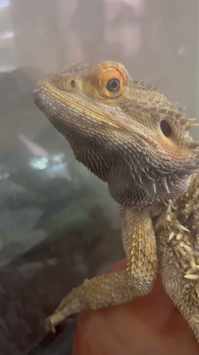 Toast and corn the bearded dragons - documentary - YouTube