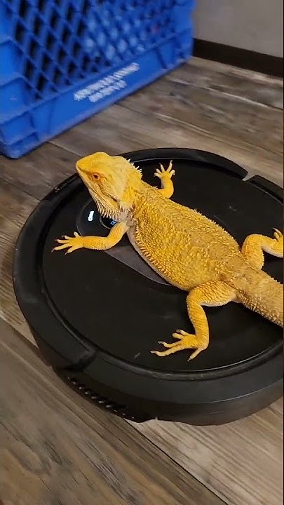 He got the whip #funny #shorts #beardeddragon #lizard #beardie #reptile #pagona - YouTube