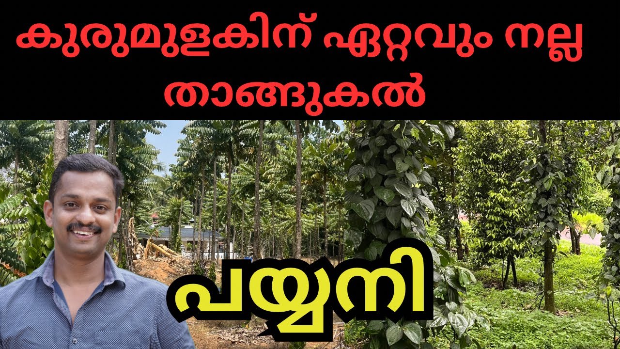 പയ്യാനി #payani #azanthal #best supporting tree for pepper #payyani# ...