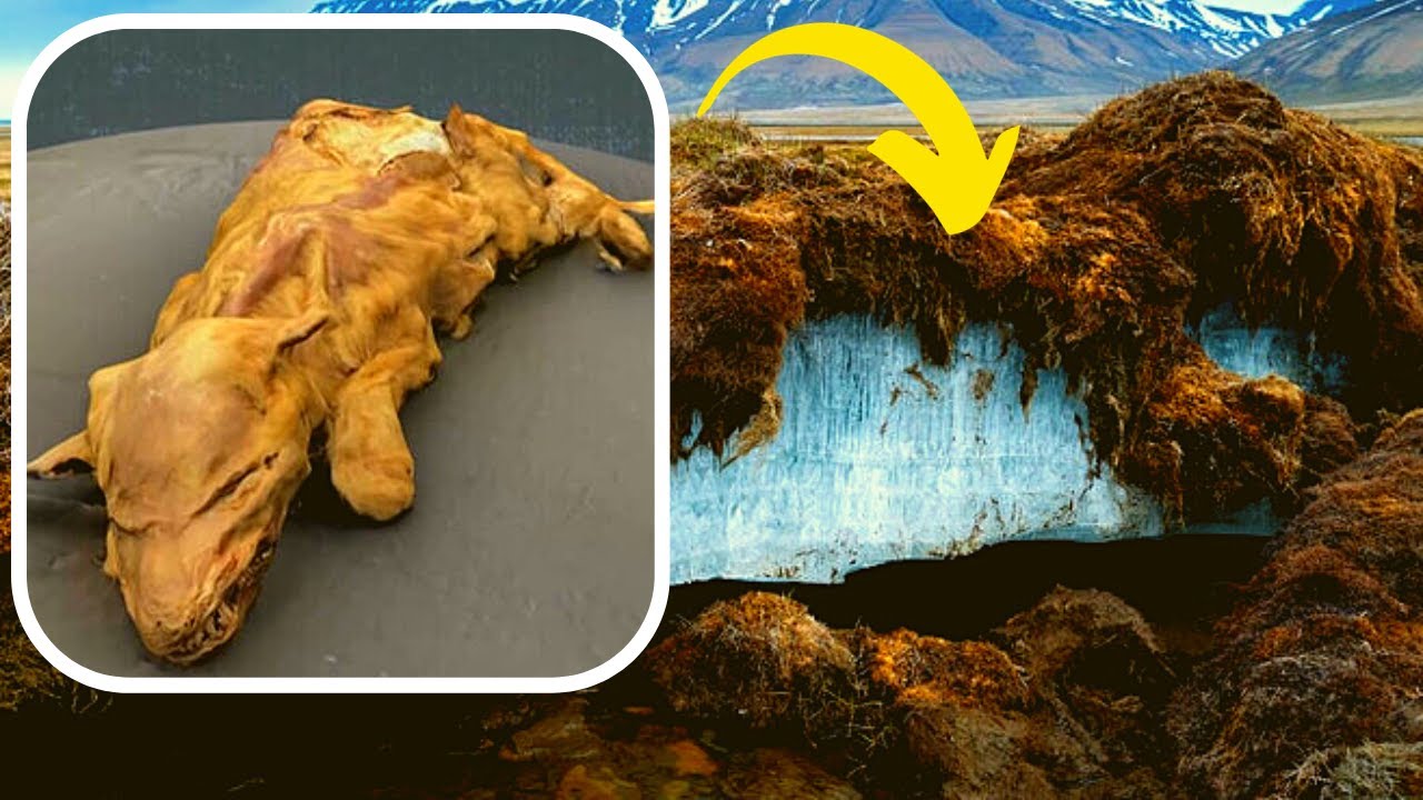Experts Found A Perfectly Preserved Ice Age Puppy In Siberia – With Its ...