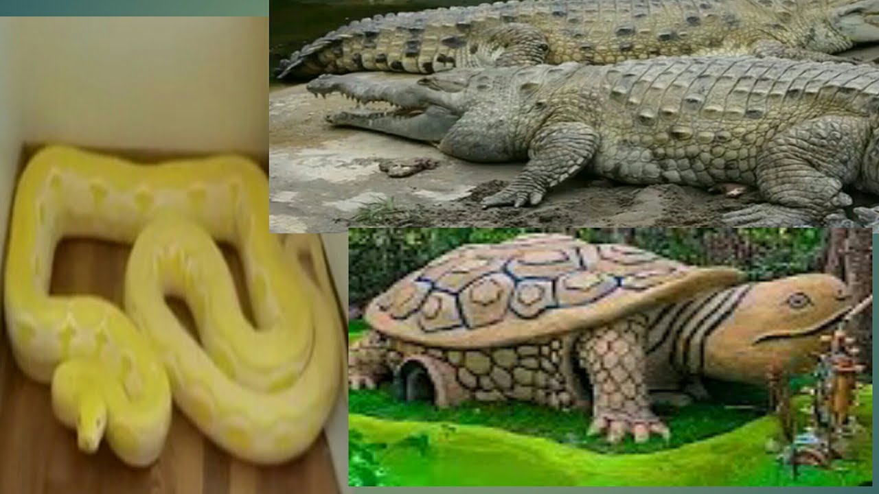 WILD ANIMALS in CEBU - YouTube