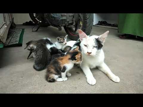 Cara Mengobati Jamur kepada Kucing dan Induk Kucing Menyusui anaknya.