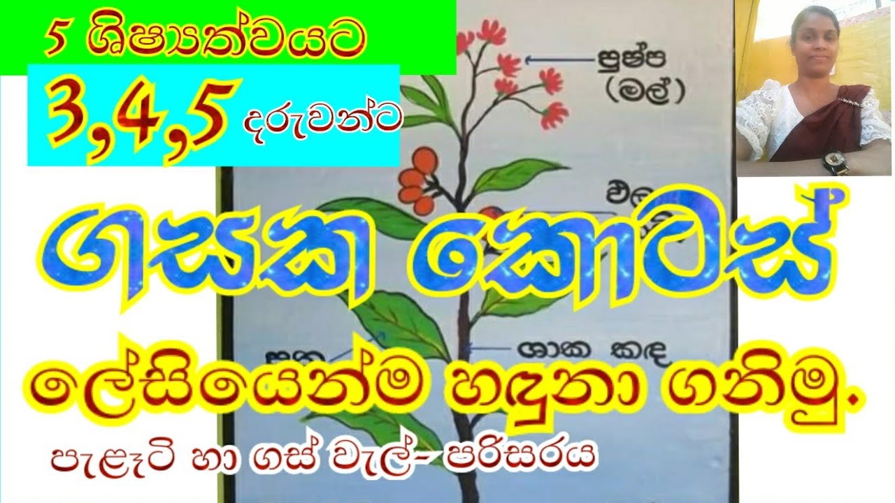 ගසක කොටස්#ශාකයක කොටස් හඳුනා ගනිමු.#parts of the tree#ශිෂ්‍යත්ව #පැළෑටි ...