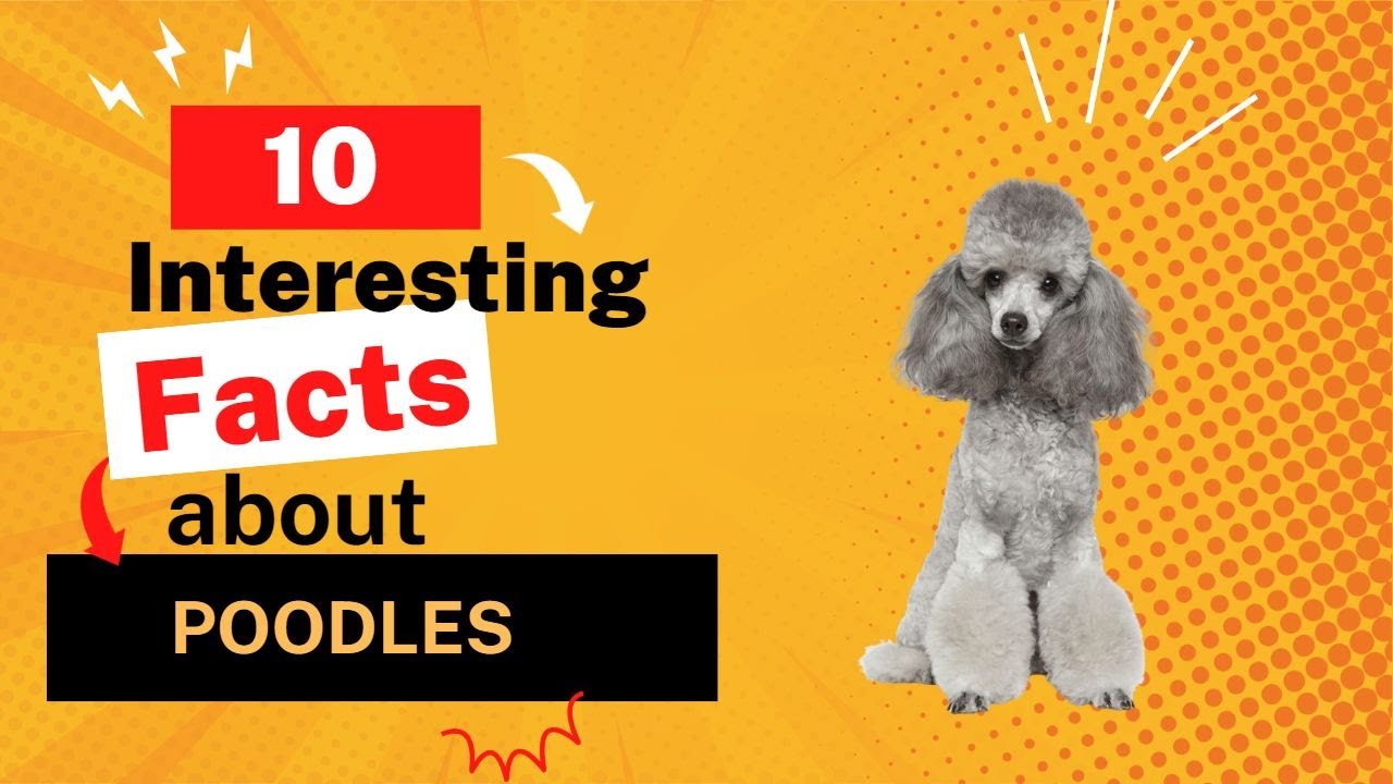 10 interesting facts about Poodles - YouTube