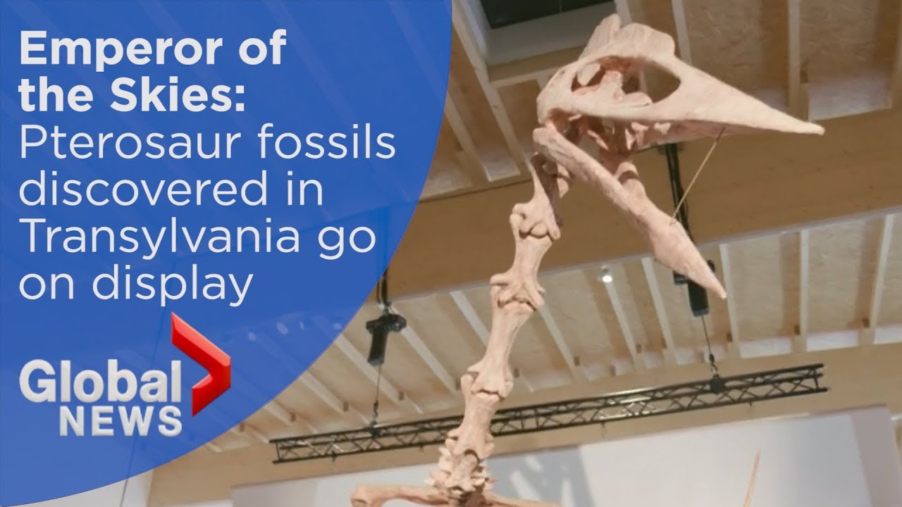 Unique 'Dracula' dinosaur unveiled in Germany - YouTube