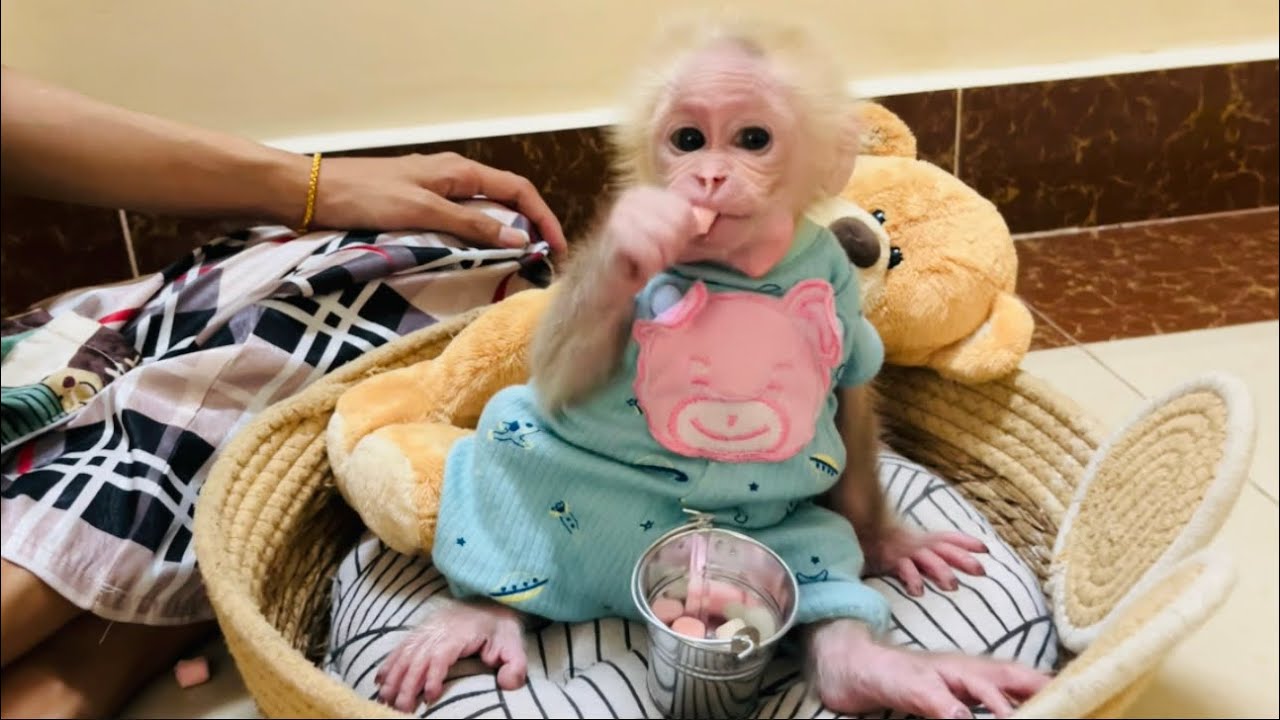 Extremely adorable Doro monkey with Yum time , Candy lover - YouTube