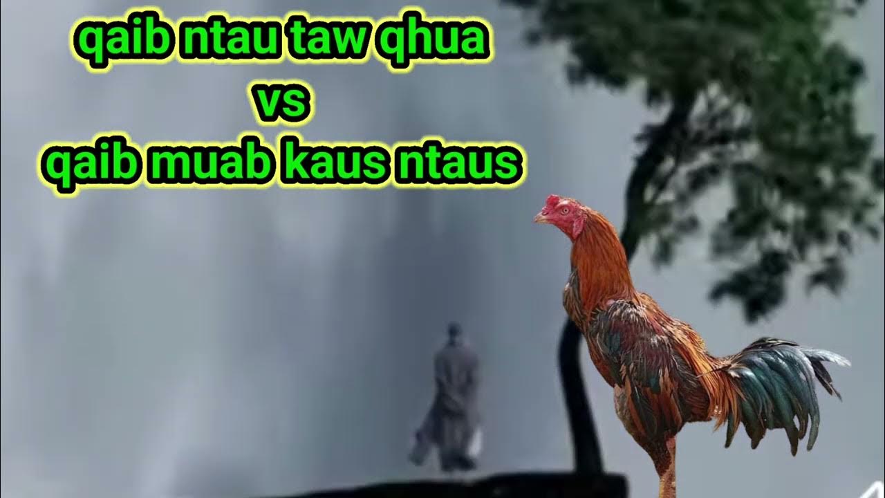 tham txog qaib muab kaus ntau vs qaib ntau taw qhuav tus twg yeej - YouTube