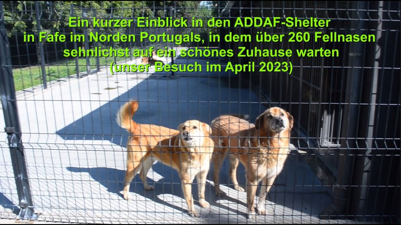Einblicke in den ADDAF-Shelter in Fafe von unserem letzten Besuch im ...