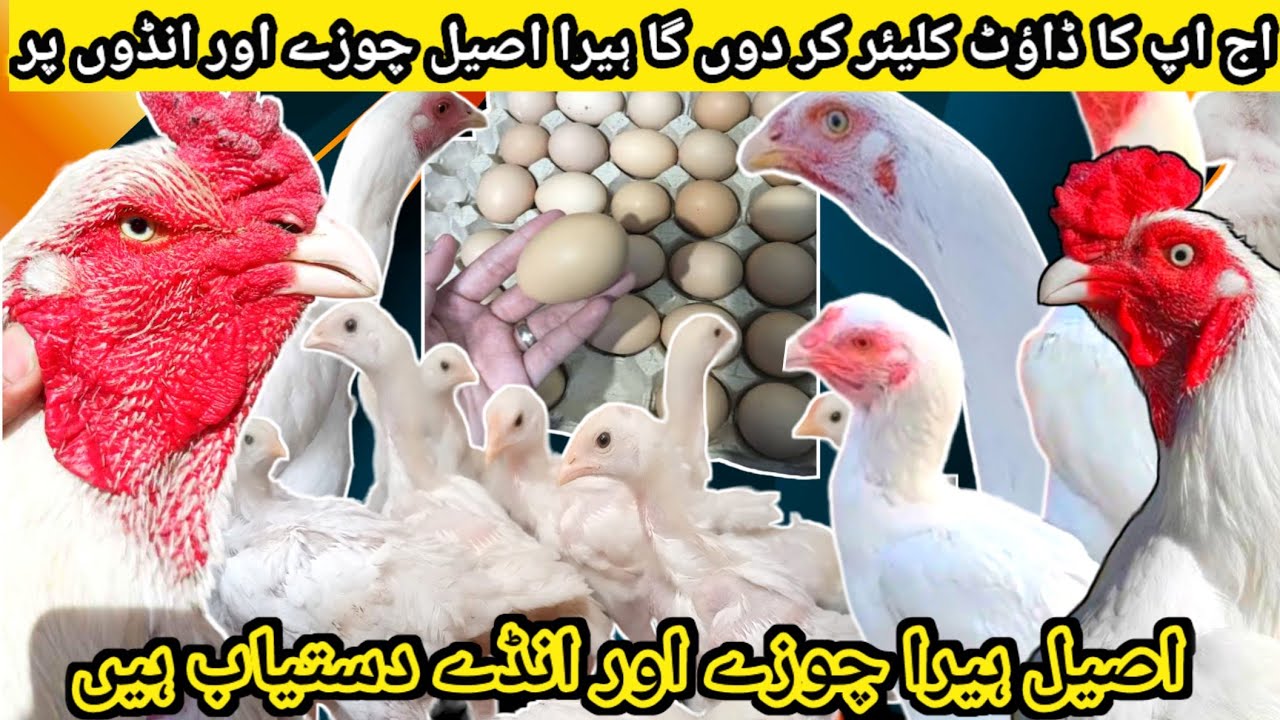 Paper White Aseel Heera Chicks Hen Full Detail/Aseel Heera Hen ki ...