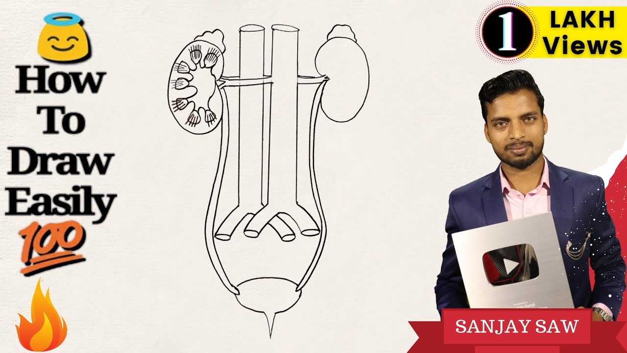 How to draw Human Excretory System Step by step for Beginners ! - YouTube