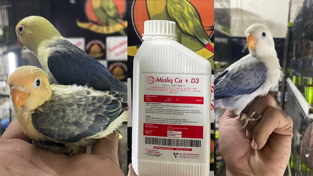 The best calcium for love birds and Also All birds #punjabilovebirds ...