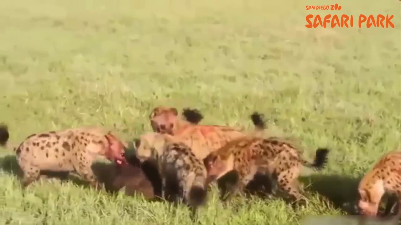 Wild Animal Attack Planet Crocodile Attack on Zabra ,Deer & Wolf 2016 ...