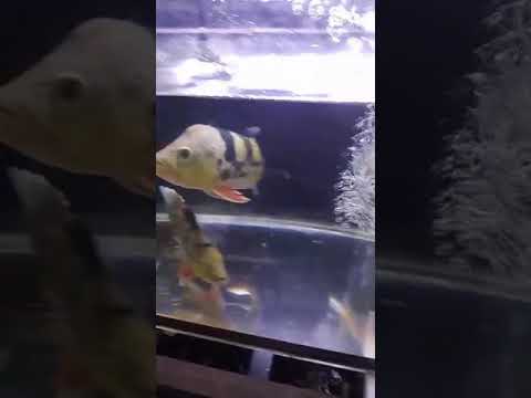 ikan pikok bas bertelur - YouTube