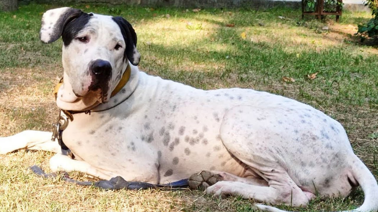 Pakistani Bully Kutta King Tiger 302 Pak Ithad group Bloch Azad Kashmir ...