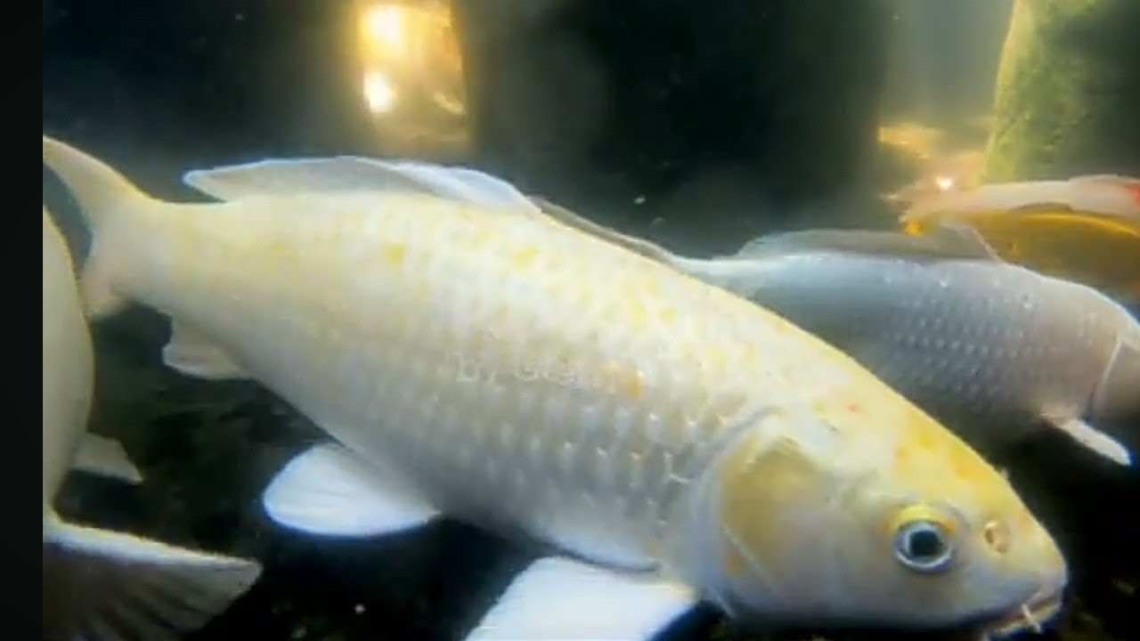 IKAN KARPER, Ikan yg cepat berkembang. - YouTube