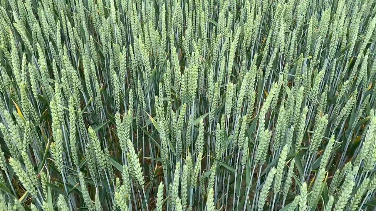 Tag 5 virtuelle Abschlussbegehung: AKTUELLE WEIZENSORTEN - YouTube